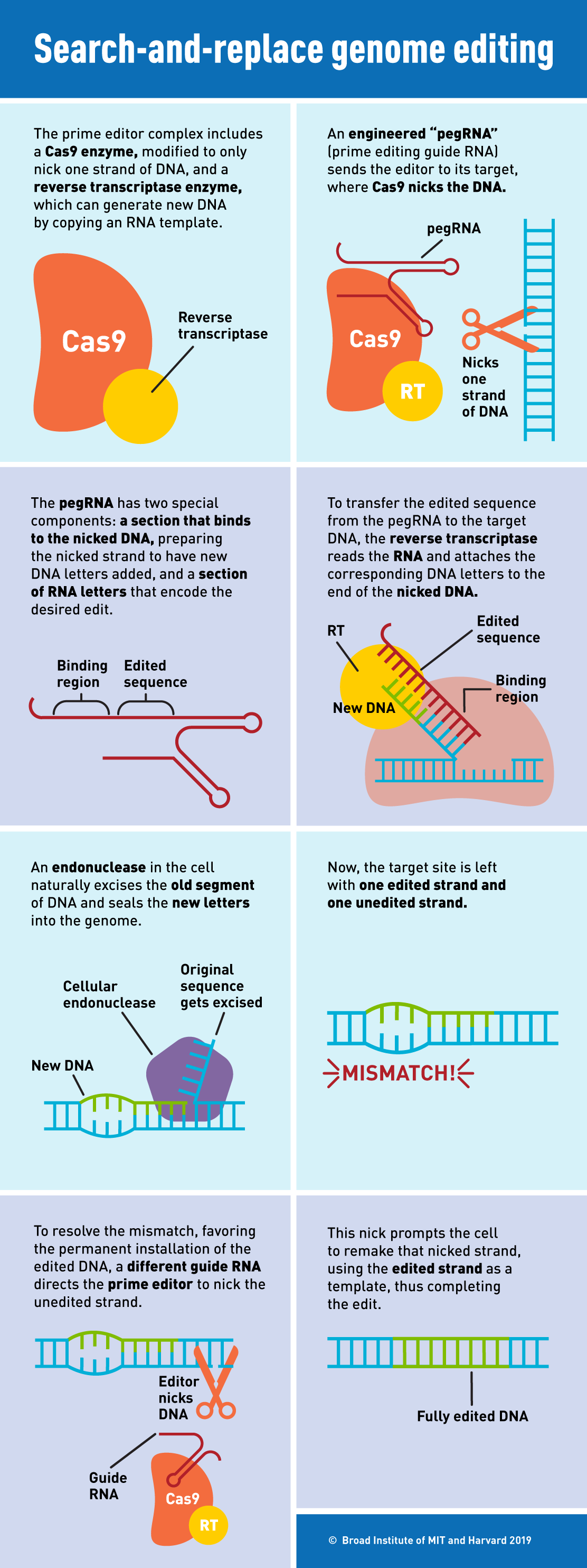 Scientists unveil search-and-replace genome editing Scientists unveil search-and-replace genome editing